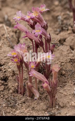 clustered broomrape (Aphyllon fasciculatum), Plantae, Thompson-Nicola ...