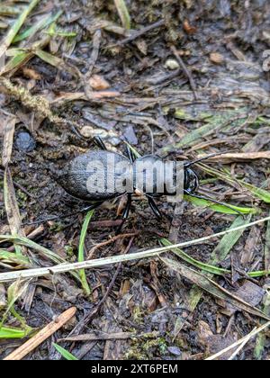 Greater Night-stalking Tiger Beetle (Omus dejeanii) Insecta Stock Photo ...