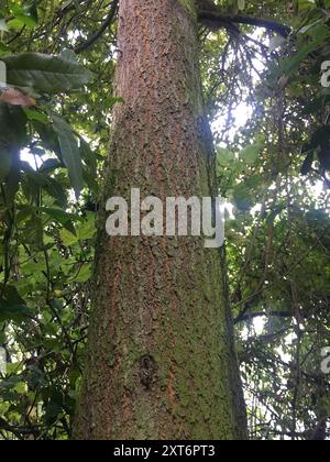 Andean oak (Quercus humboldtii Stock Photo - Alamy