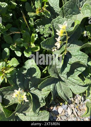 coastal manroot (Marah oregana) Plantae Stock Photo - Alamy