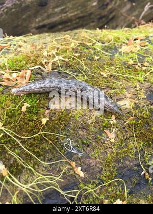 Changeable Mantleslug (Megapallifera mutabilis) Mollusca Stock Photo ...