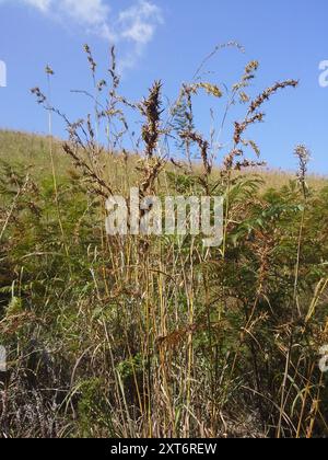 Broad-leaved Turpentine Grass (Cymbopogon caesius) Plantae Stock Photo ...