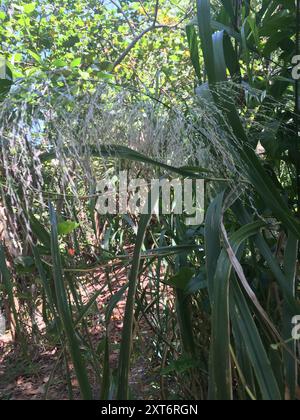 Burma Reed (Neyraudia reynaudiana) Plantae Stock Photo - Alamy