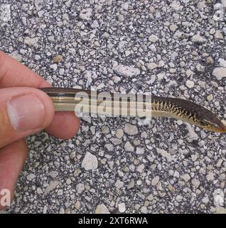 Island Glass Lizard (Ophisaurus compressus) Reptilia Stock Photo - Alamy