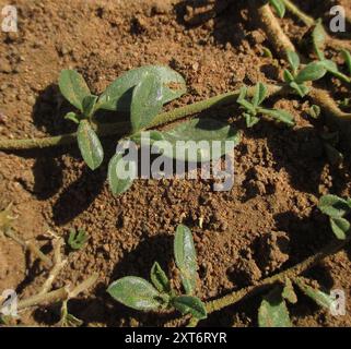 Sticky Lizardfoot (Limeum viscosum) Plantae Stock Photo - Alamy