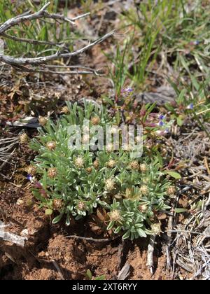 Low Pussytoes (Antennaria dimorpha), Plantae, Lake County, OR, USA ...