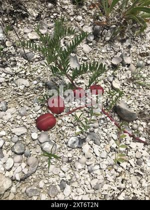 Ground-plum (Astragalus crassicarpus) Plantae Stock Photo - Alamy
