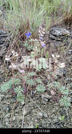 Low Larkspur (Delphinium bicolor) Plantae Stock Photo - Alamy