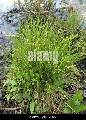 prickly bog sedge (Carex atlantica) Plantae Stock Photo - Alamy