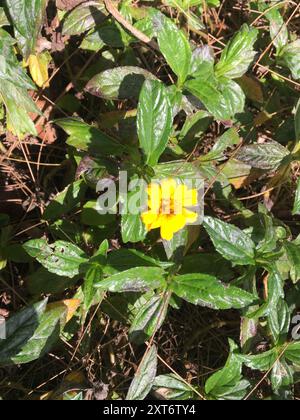 trailing daisy (Sphagneticola trilobata) Plantae Stock Photo - Alamy