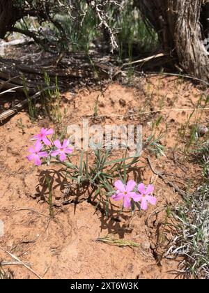 Longleaf Phlox (Phlox longifolia) Plantae Stock Photo - Alamy