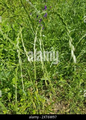 Italian Ryegrass (Lolium multiflorum) Plantae Stock Photo - Alamy