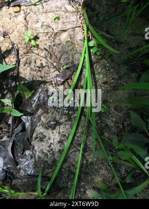 Roundhead Rush (Juncus validus) Plantae Stock Photo - Alamy