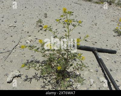 Jackass-clover (Cleomella refracta) Plantae Stock Photo - Alamy