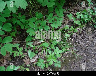 drooping woodland sedge (Carex arctata) Plantae Stock Photo - Alamy