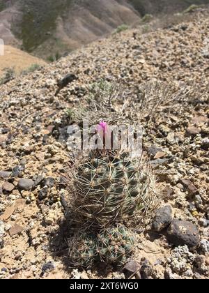 Colorado hookless cactus (Sclerocactus glaucus) Plantae Stock Photo - Alamy