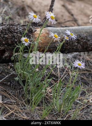 Hoary Fleabane (Erigeron canus) Plantae Stock Photo - Alamy