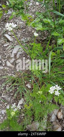 Flat-fruited Orlaya (Orlaya daucoides) Plantae Stock Photo - Alamy