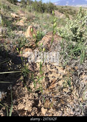 sleepy catchfly (Silene antirrhina) Plantae Stock Photo - Alamy