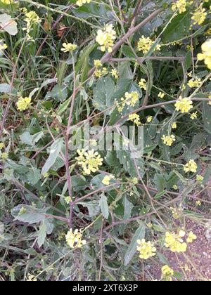 Shortpod Mustard (Hirschfeldia incana) Plantae Stock Photo - Alamy