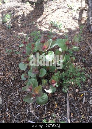 Colorado Four o'Clock (Mirabilis multiflora) Plantae Stock Photo - Alamy