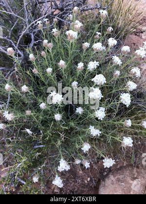 Rosy Ipomopsis (Ipomopsis roseata) Plantae Stock Photo - Alamy