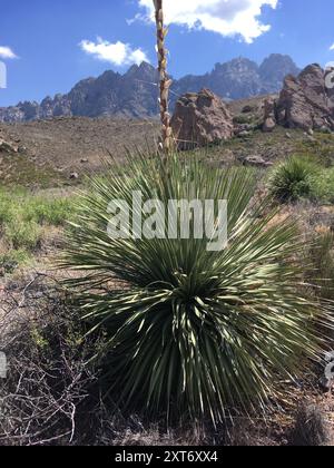 Wheeler sotol (Dasylirion wheeleri) Plantae Stock Photo - Alamy