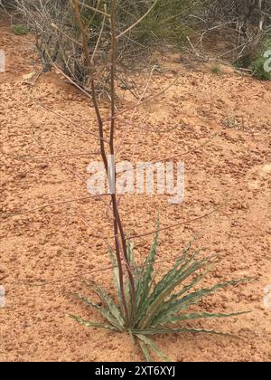 small-flowered soaproot (Hooveria parviflora Stock Photo - Alamy