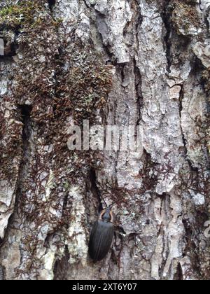Winter Firefly (Ellychnia corrusca) Insecta Stock Photo - Alamy