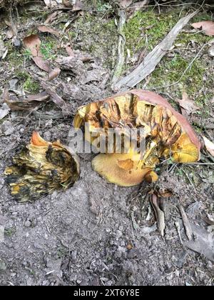 Butter Boletes (Butyriboletus) Fungi Stock Photo - Alamy