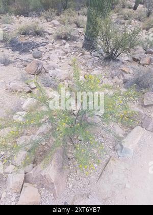 whitethorn acacia (Vachellia constricta) Plantae Stock Photo - Alamy