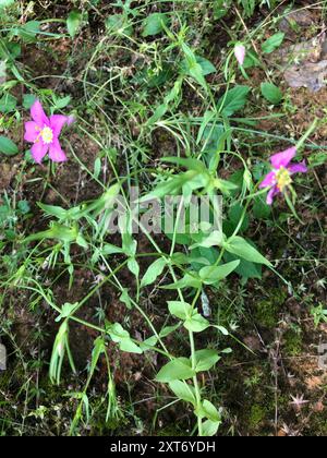 Meadow Pink (Sabatia campestris) Plantae Stock Photo - Alamy