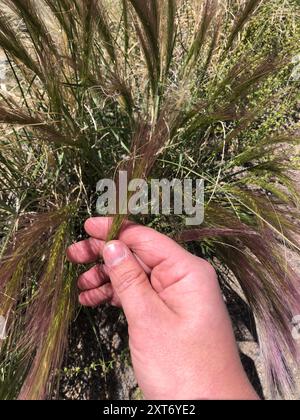 Squirreltail (Elymus elymoides) Plantae Stock Photo - Alamy