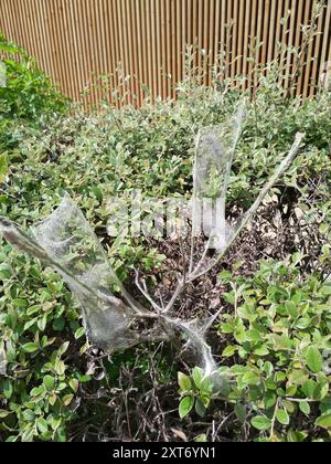 Small Ermine Moths (Yponomeuta) Insecta Stock Photo - Alamy