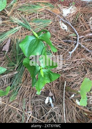 Erectum-group Trilliums (Trillium), Plantae, Susquehanna State Park ...