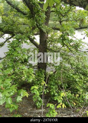 post oak (Quercus stellata) Plantae Stock Photo - Alamy