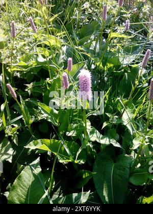 common bistort (Bistorta officinalis) Plantae Stock Photo - Alamy