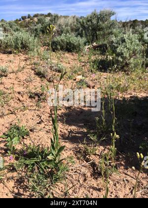 littlepod false flax (Camelina microcarpa) Plantae Stock Photo - Alamy