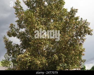Water Berry (Syzygium cordatum) Plantae Stock Photo - Alamy