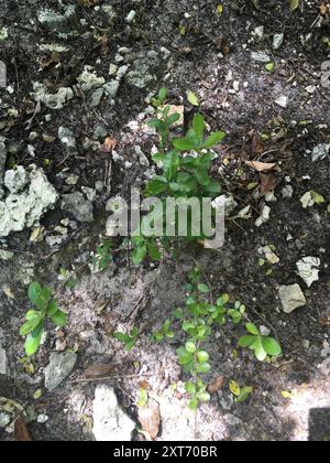 White Indigoberry (Randia aculeata) Plantae Stock Photo - Alamy