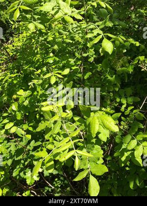 Oregon Ash (Fraxinus latifolia) Plantae Stock Photo - Alamy
