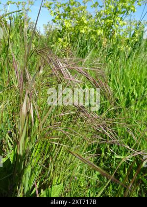 Barren Brome (Bromus sterilis) Plantae Stock Photo - Alamy