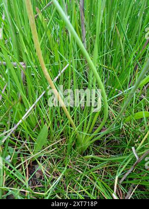common arrowgrass (Triglochin maritima) Plantae Stock Photo - Alamy