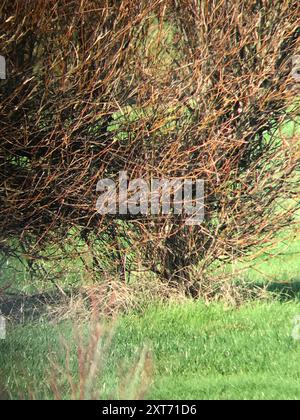 Dusky Warbler (Phylloscopus fuscatus) Aves Stock Photo - Alamy