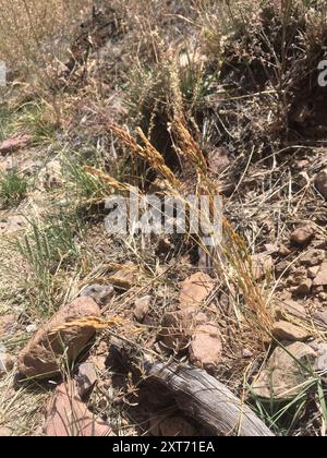 Sixweeks Fescue (Vulpia octoflora) Plantae Stock Photo - Alamy