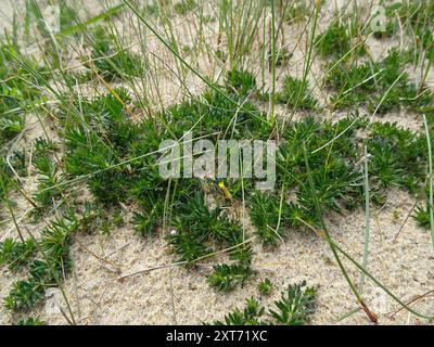 Sand Bedstraw (Galium arenarium) Plantae Stock Photo - Alamy