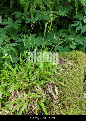 Small-flower Woodrush (Luzula parviflora) Plantae Stock Photo - Alamy