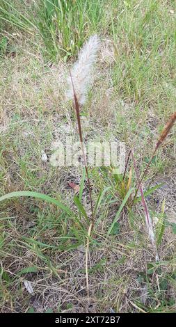 Cogon Grass (Imperata cylindrica) Plantae Stock Photo - Alamy