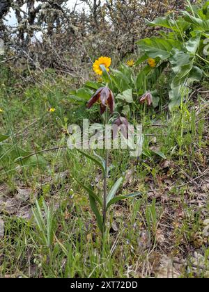 checker lily (Fritillaria affinis) Plantae Stock Photo - Alamy