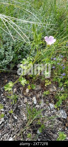 Rough Marsh-mallow (Malva setigera) Plantae Stock Photo - Alamy